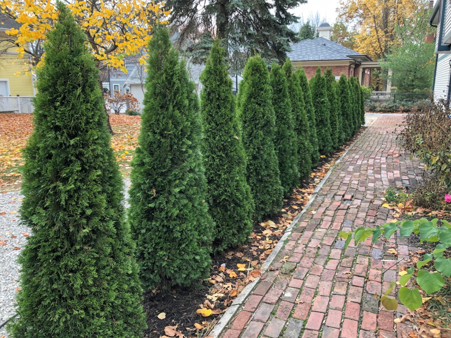 Native Indiana Plants that Provide Privacy in Your Landscape- Lemcke ...